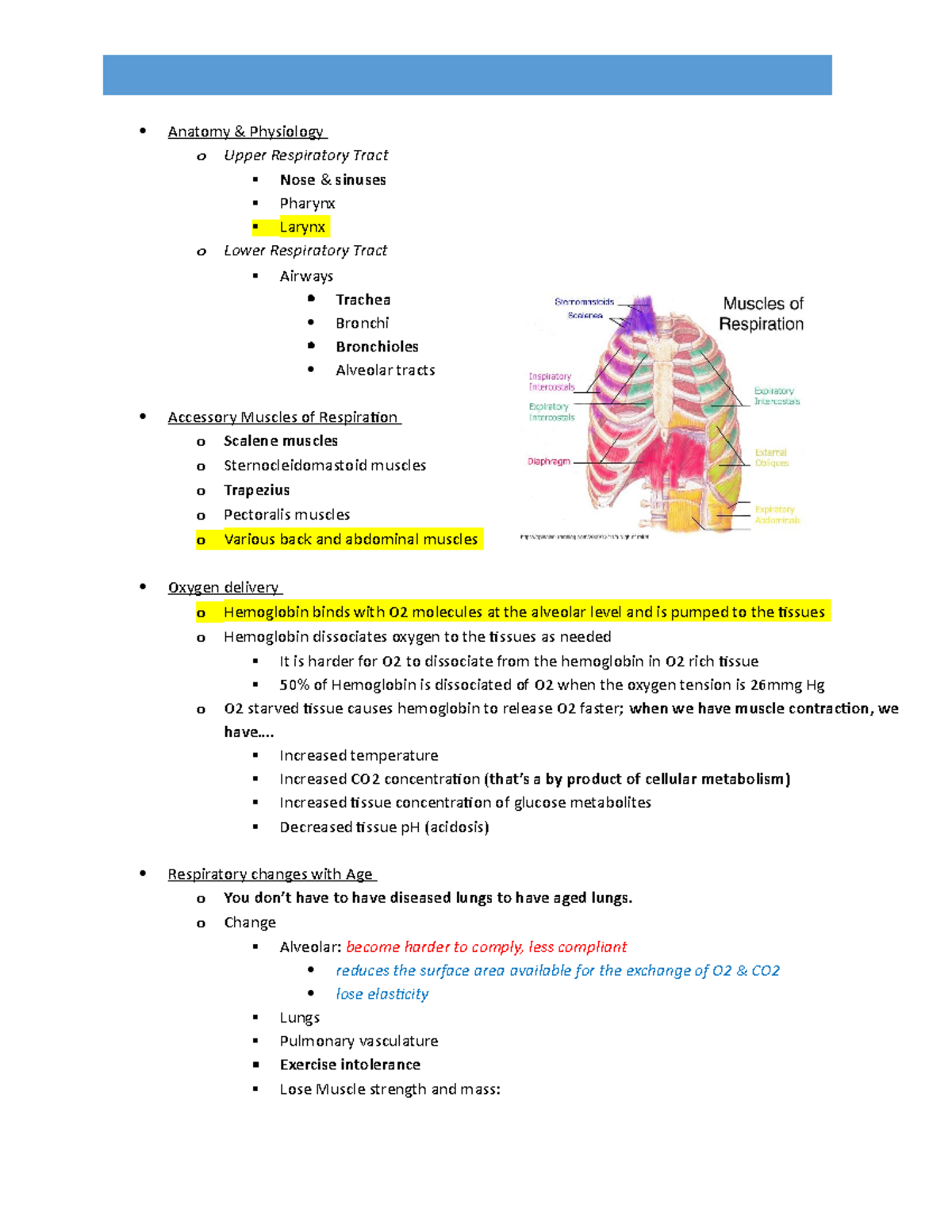 Respiratory Assessment - Anatomy & Physiology o Upper Respiratory Tract ...