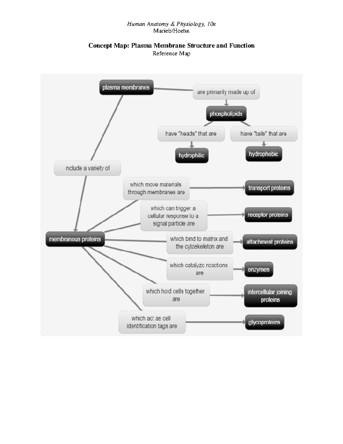 Concept Map - Cell Membrane Structure and Function - APHY 102 - Human ...