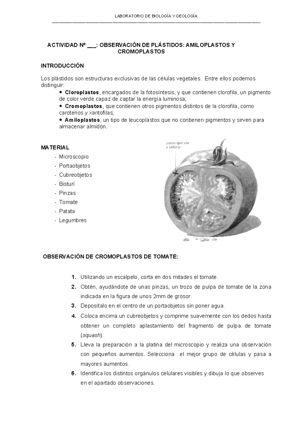 18 Cromoplastos y amiloplastos tomate - LABORATORIO DE BIOLOGÍA Y ...