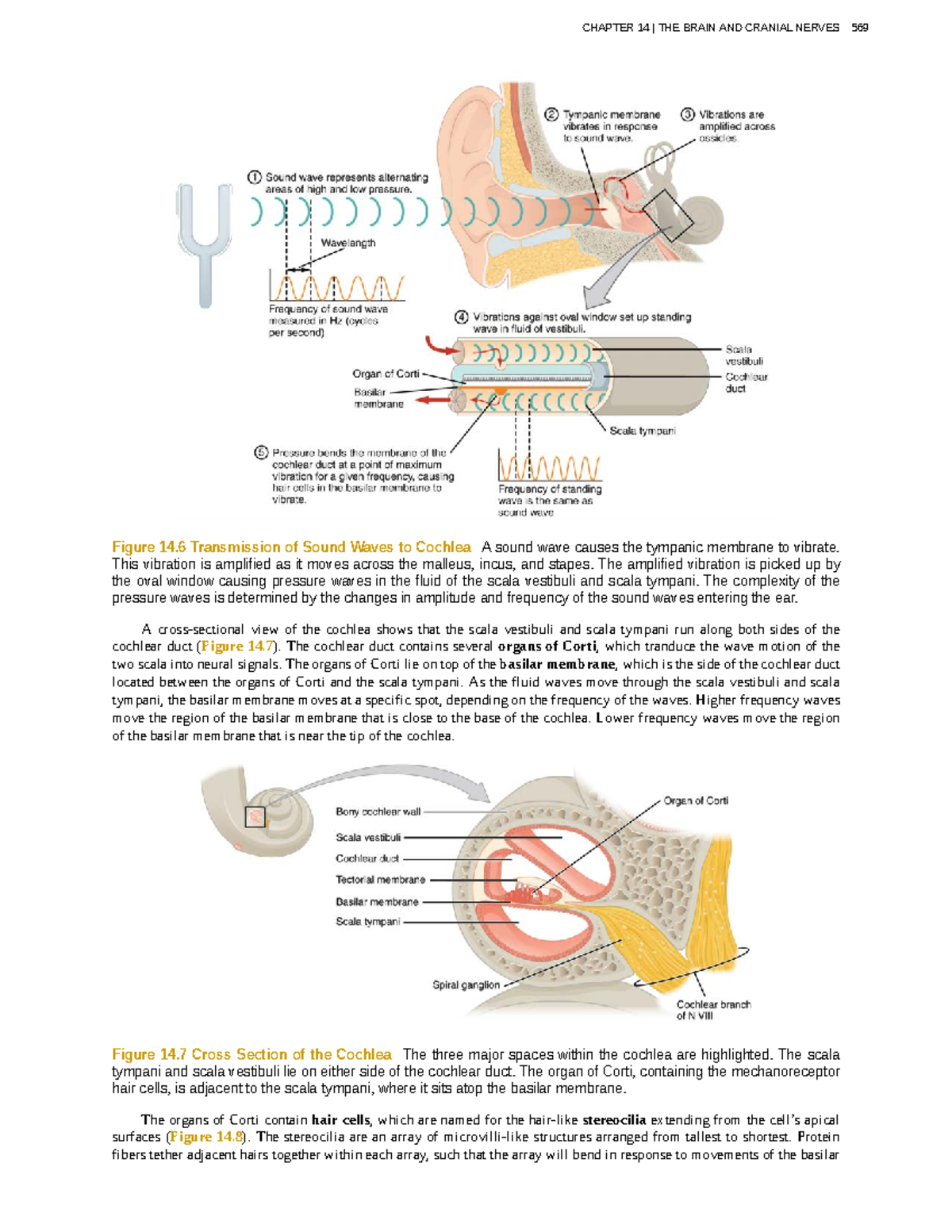 Ana Phy-116-120 - AnaPhy Lecture Compilation - Figure 14 Transmission ...