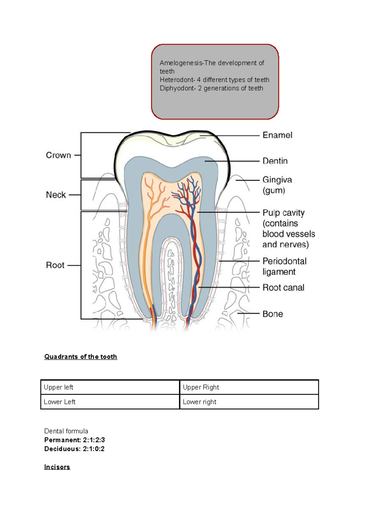 Dentition-Anatomy - development of teeth 4 different types of teeth 2 ...
