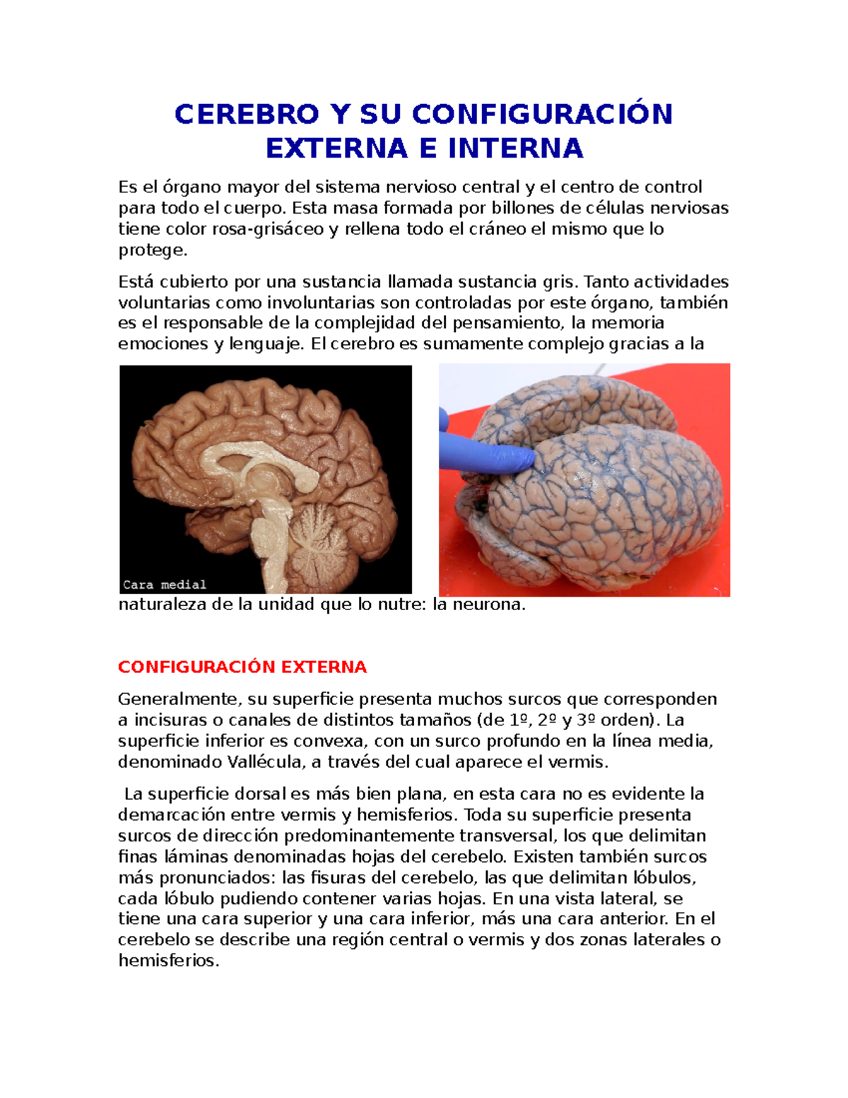 Cerebro - te va ayudar - CEREBRO Y SU CONFIGURACIÓN EXTERNA E INTERNA ...