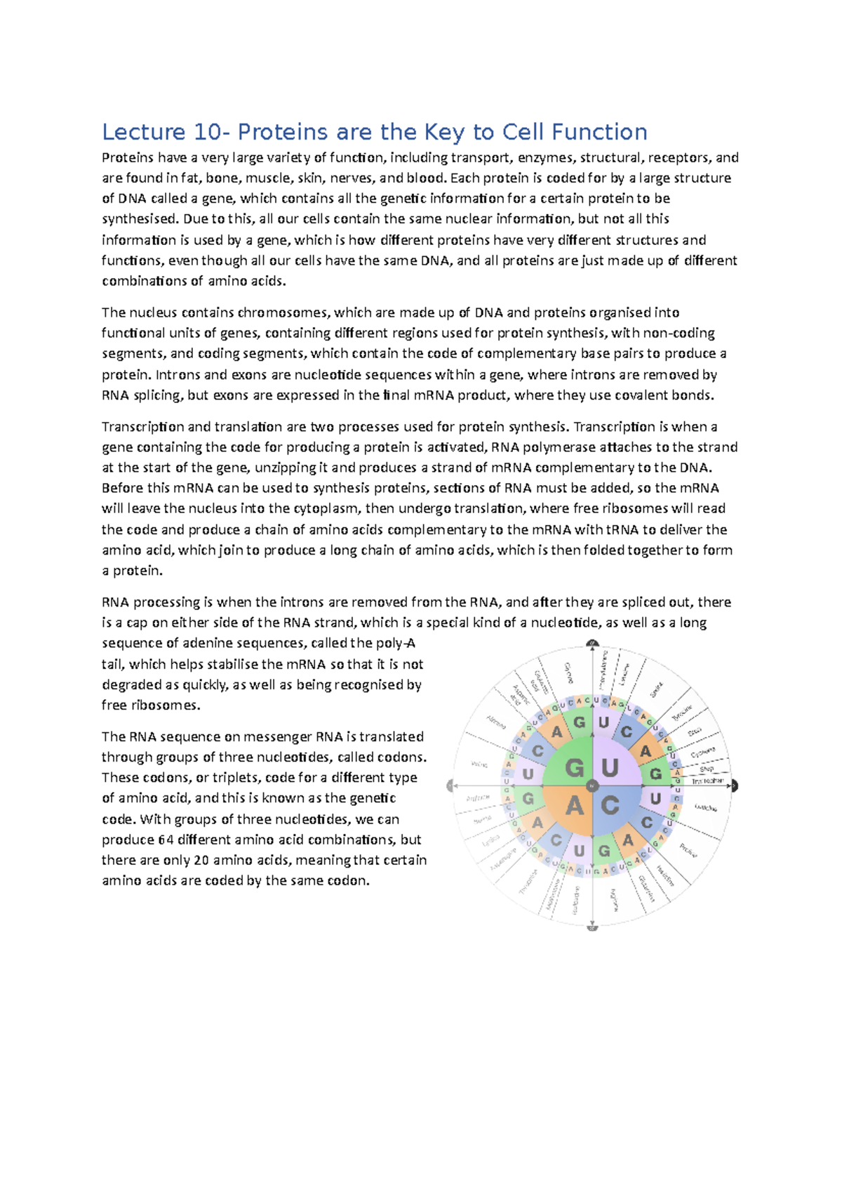 Lecture 10 - Lecture 10- Proteins are the Key to Cell Function Proteins have a very large ...