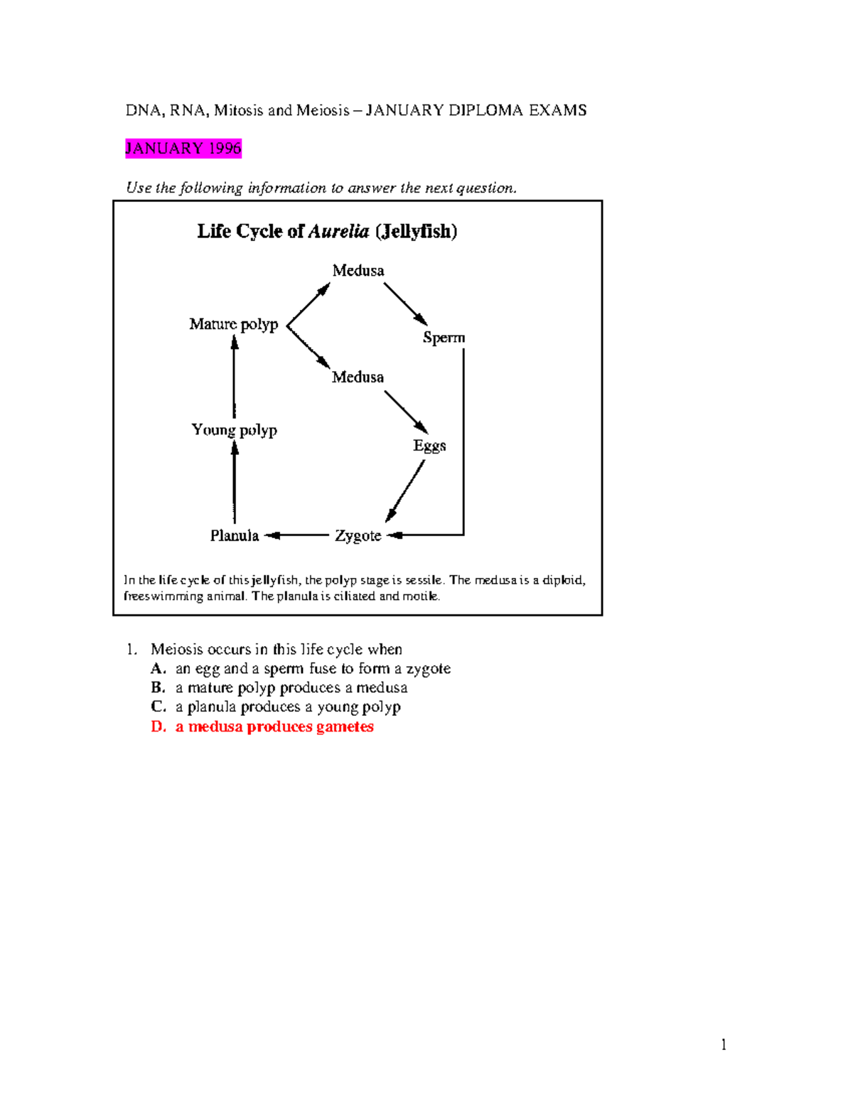 DNA Review Questions KEY - DNA, RNA, Mitosis and Meiosis – JANUARY ...