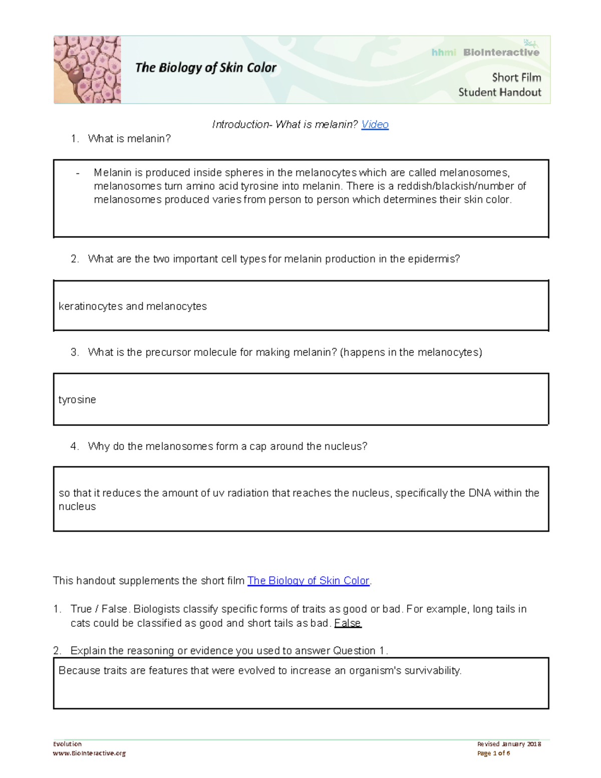 Skin Color Student Handout - Introduction- What is melanin? Video 1 ...