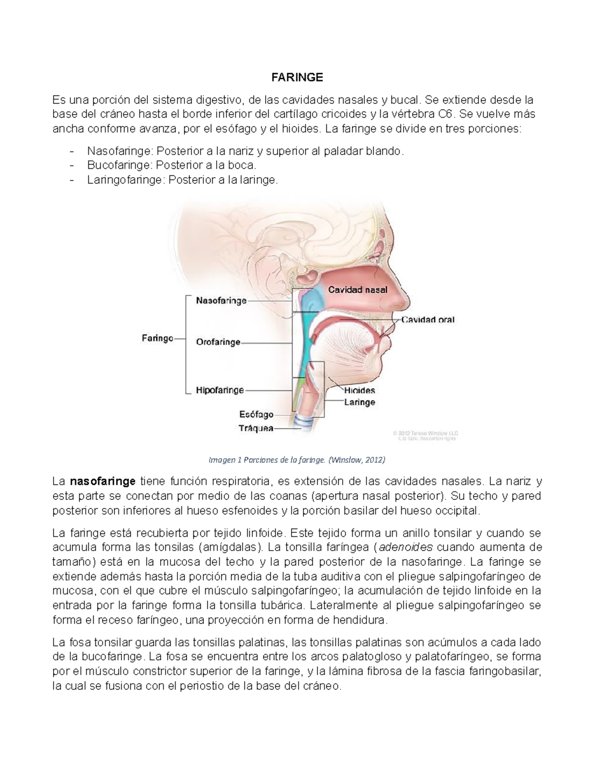 Faringe y Laringe - FUNDAMENTOS DE ANATOMIA CLINICA - FARINGE Es una ...