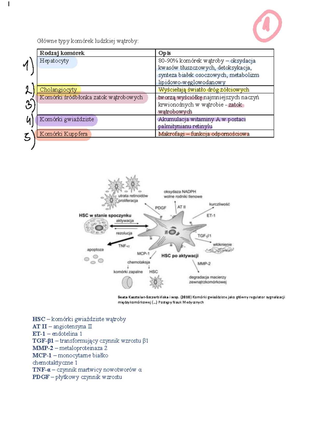 Kolos II - Główne typy komórek ludzkiej wątroby: Rodzaj komórek Opis ...