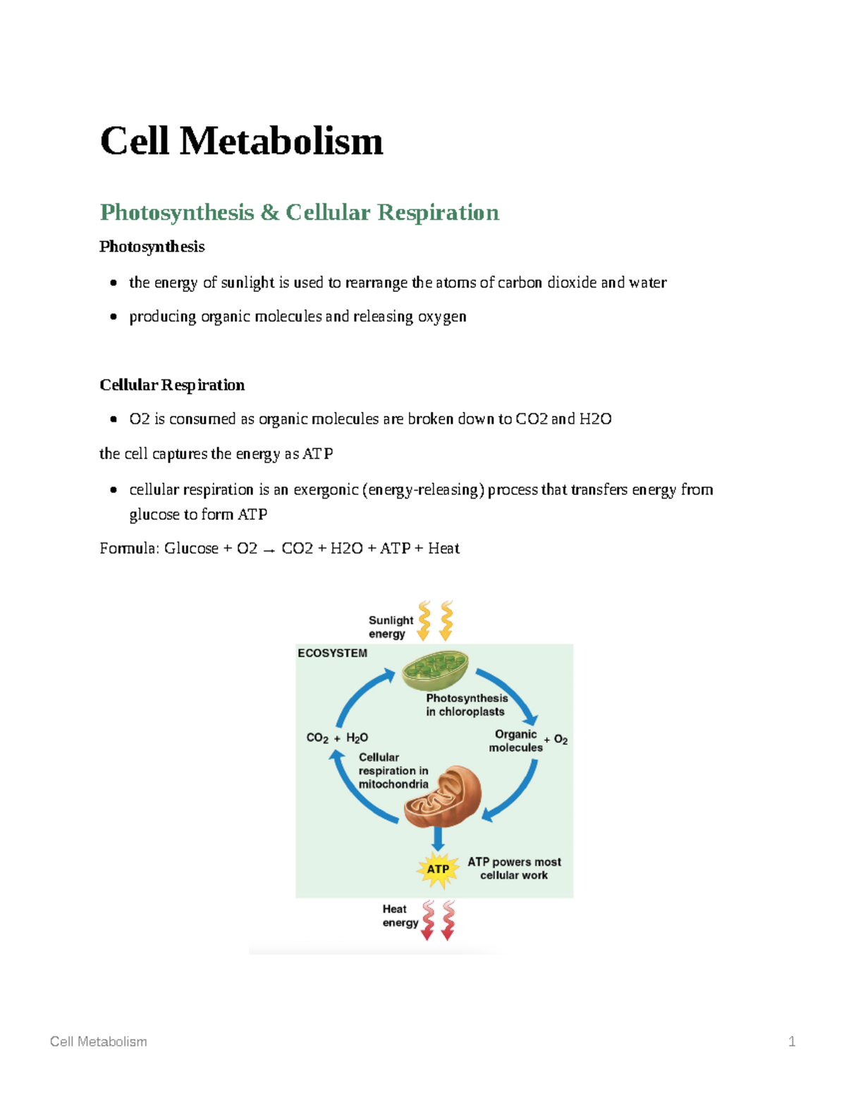 Cell Metabolism - Photosynthesis and Cellular Respiration - Cell ...
