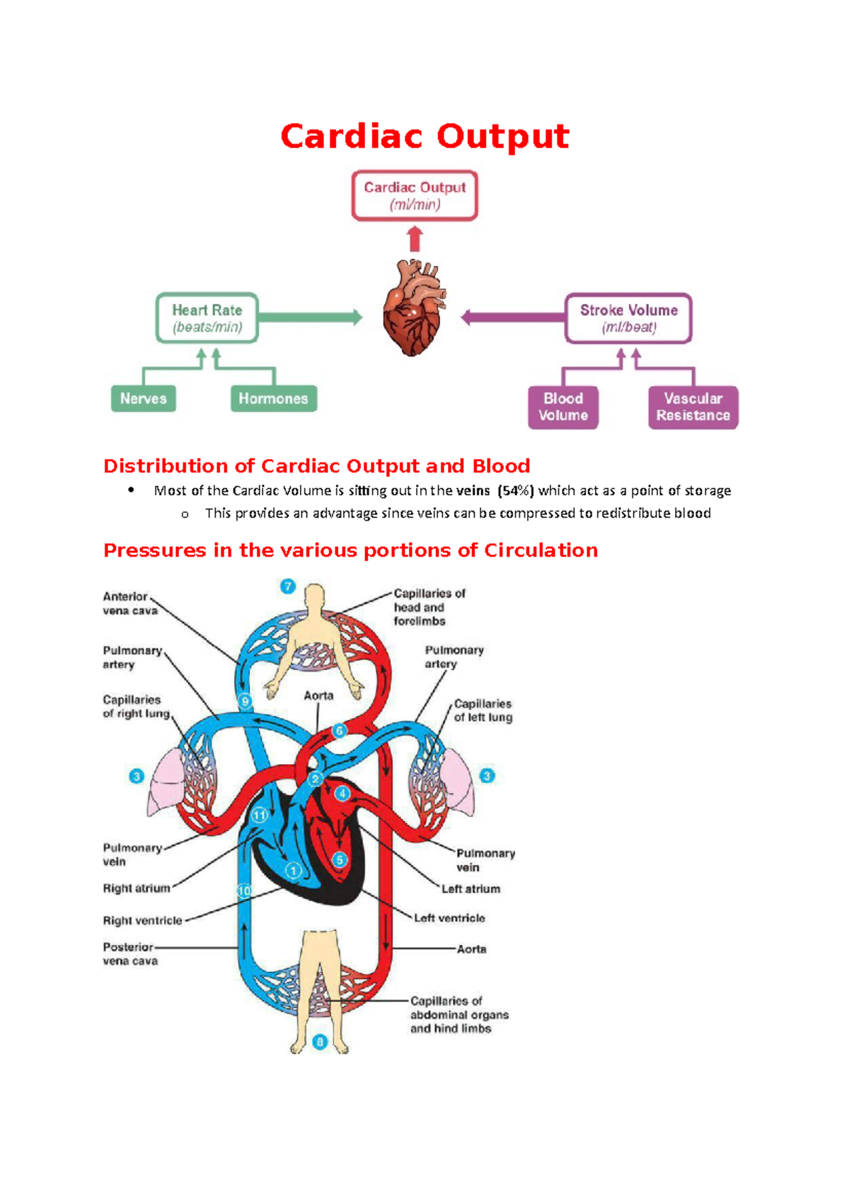 Cardiac Output and Function - Cardiac Output Distribution of Cardiac ...