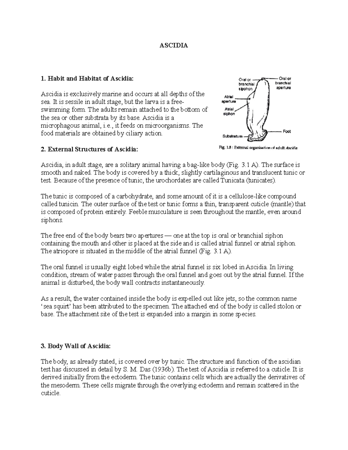 Ascidia - Lecture notes 1-3 - ASCIDIA 1. Habit and Habitat of Ascidia ...