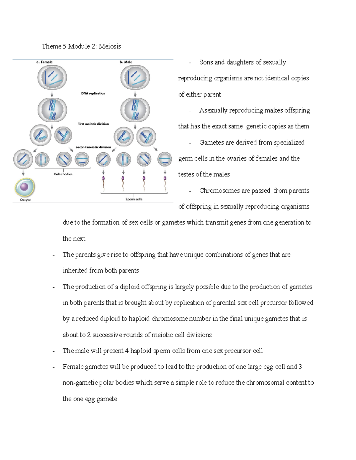BIO 1A03- Theme 5 Module 2 -Meiosis - Theme 5 Module 2: Meiosis - Sons ...