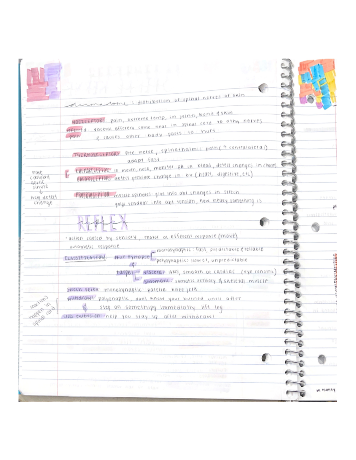 Anatomy 2 - Teacher: Stacy Ruch ans endocrine system hormones ...