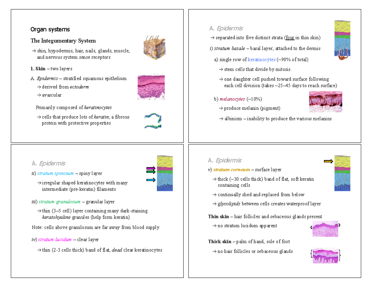Anatomy notes week 4 - The Integumentary System skin, hypodermis, hair ...