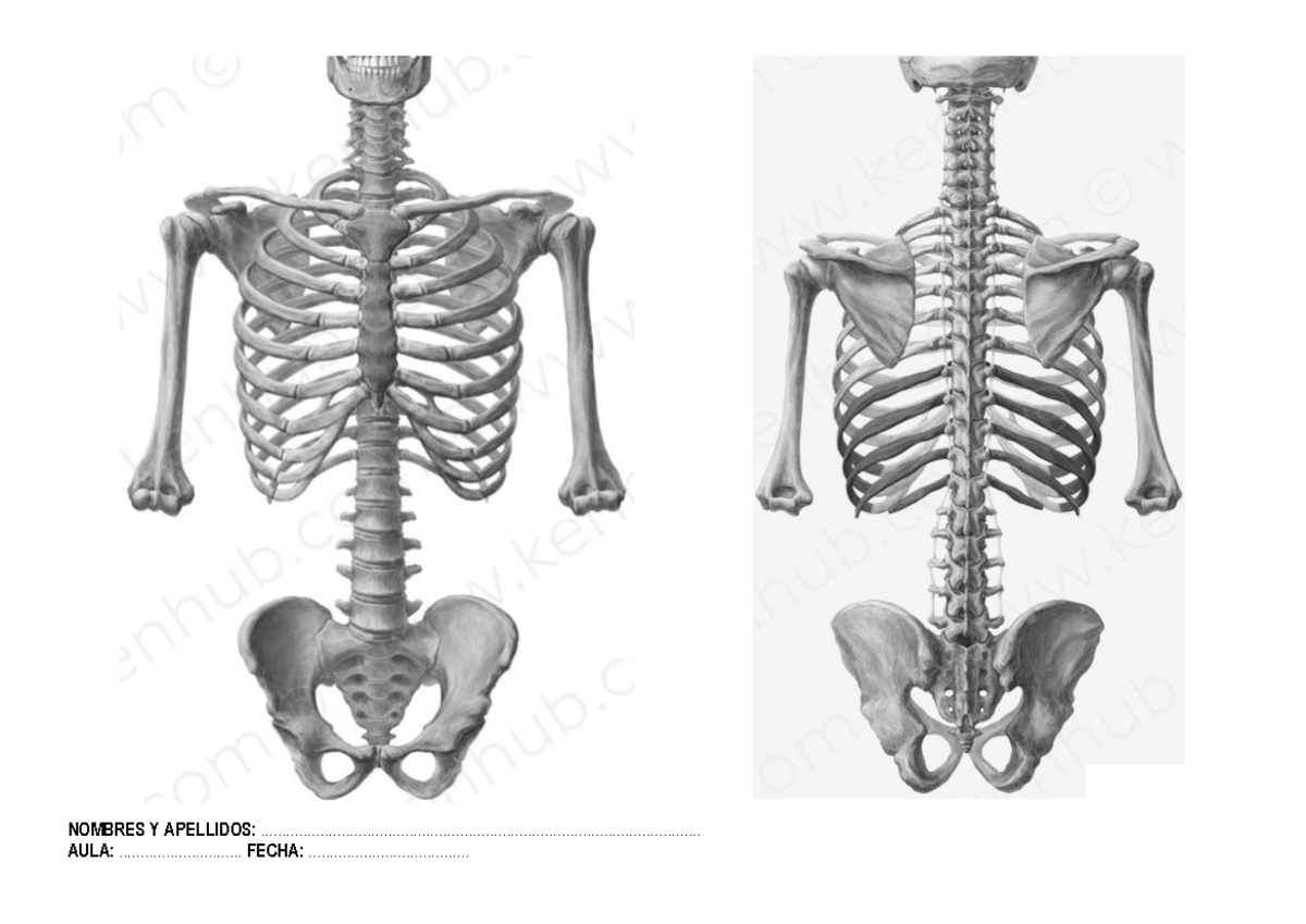 Practica Sistema ÓSEO - Esqueleto armable - estudio estructural y ...