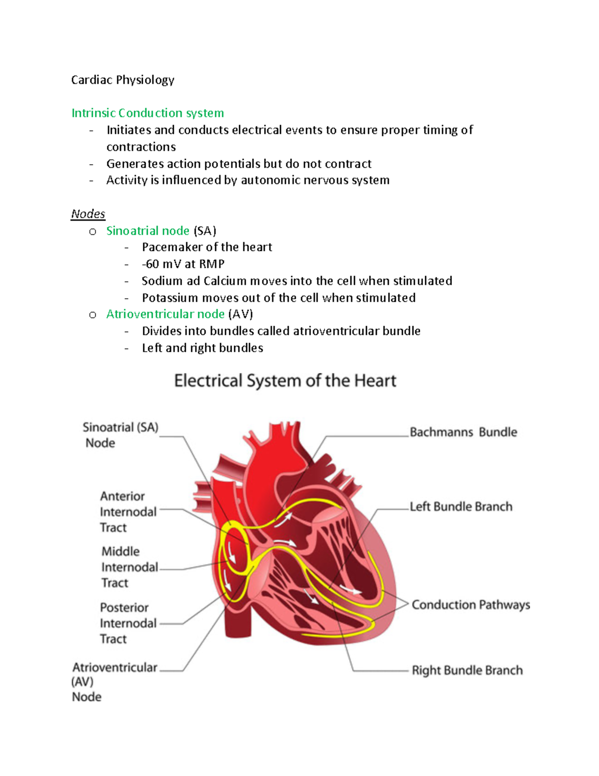 Chapter 19 Cardiac Physiology - Cardiac Physiology Intrinsic Conduction ...
