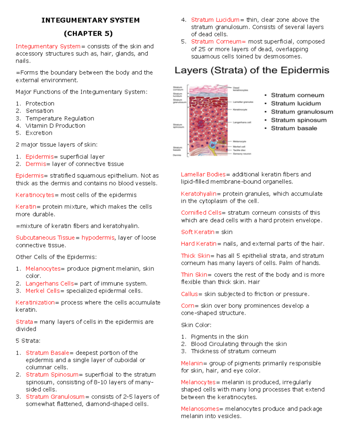 Chapter 5 Integumentary System - INTEGUMENTARY SYSTEM (CHAPTER 5) Integumentary System= consists ...
