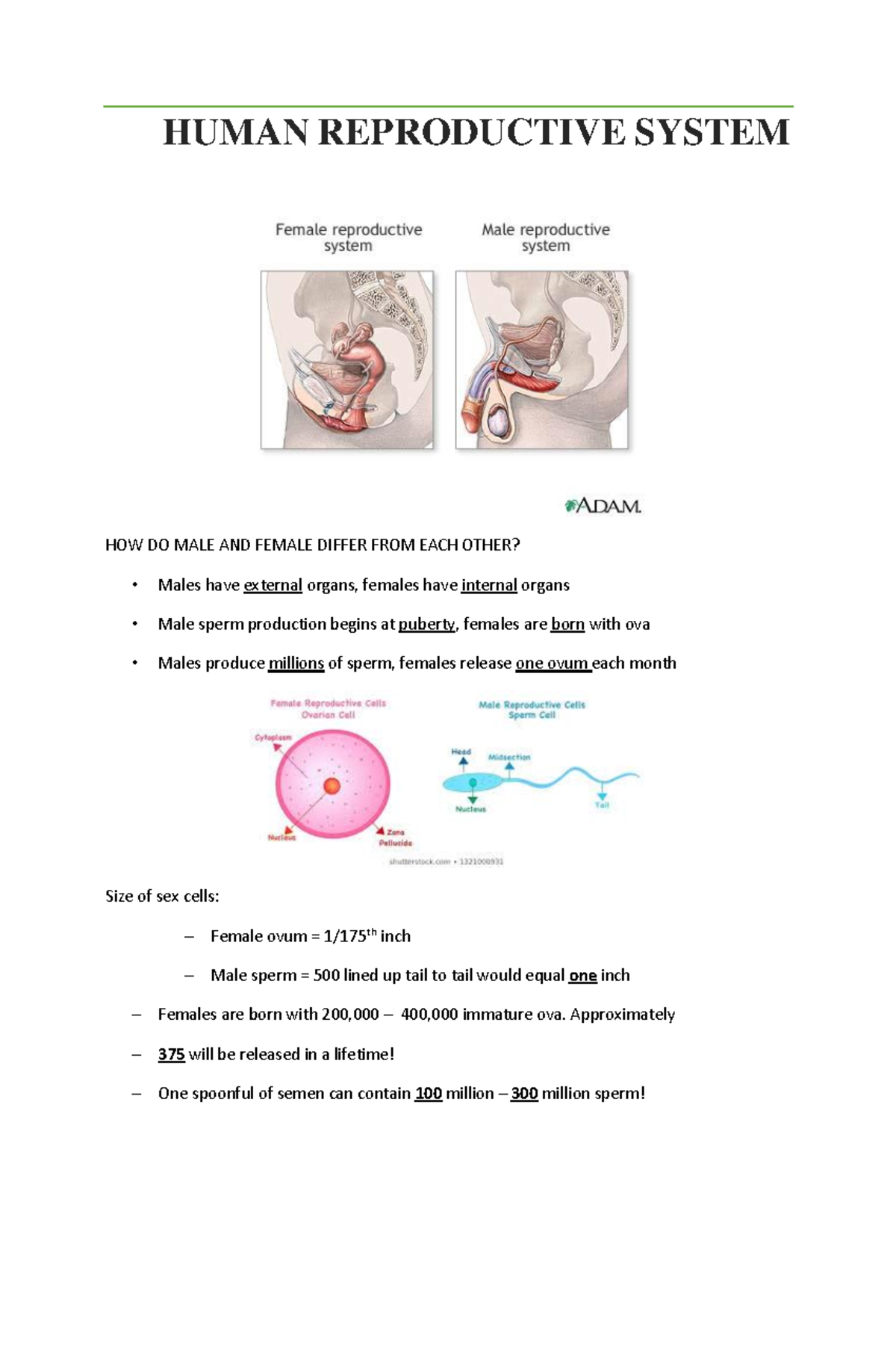 The Human Reproductive System - HUMAN REPRODUCTIVE SYSTEM HOW DO MALE ...