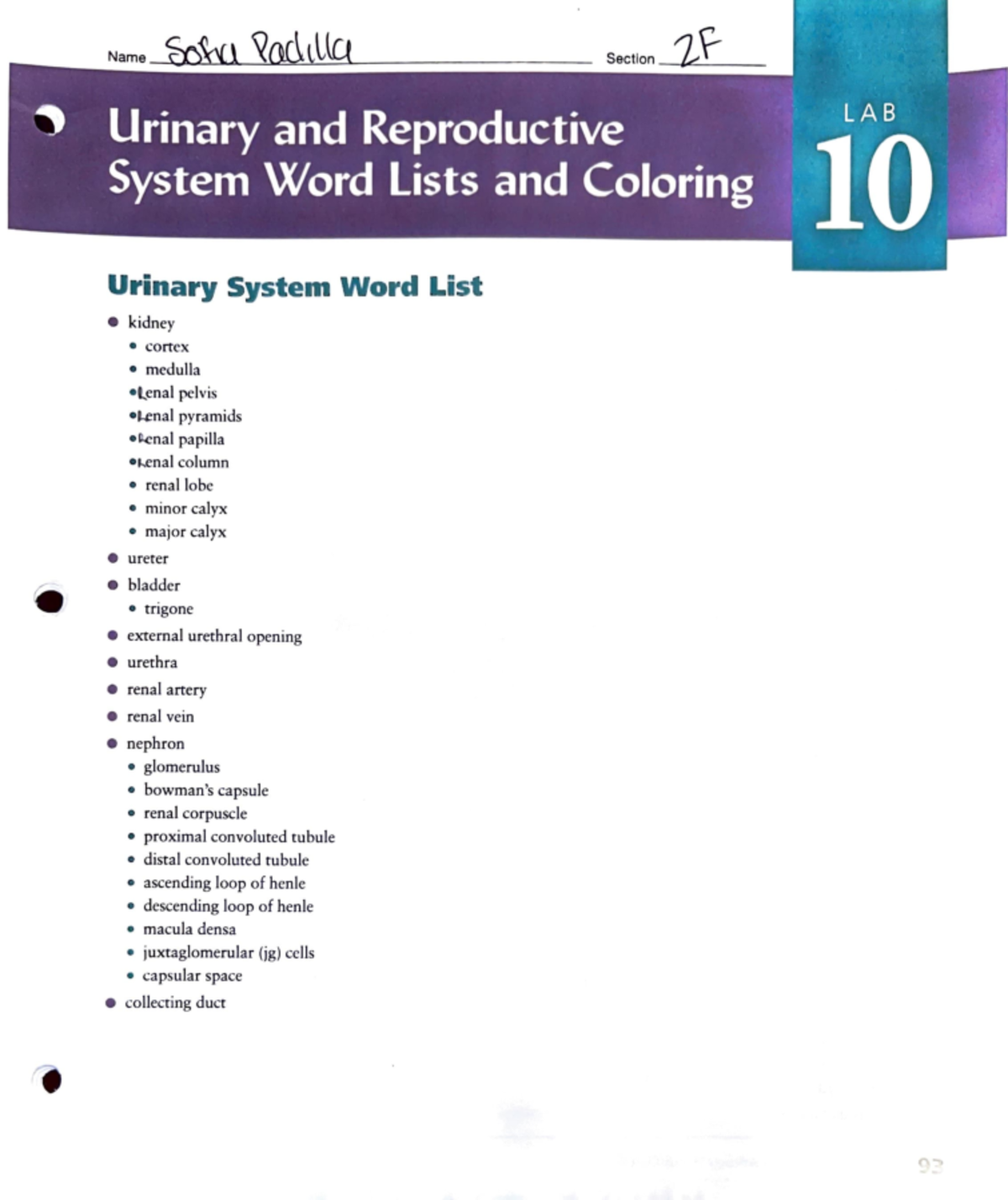 Adobe Scan abr. 18, 2022 - Urinary and Reproductive System Word Lists ...
