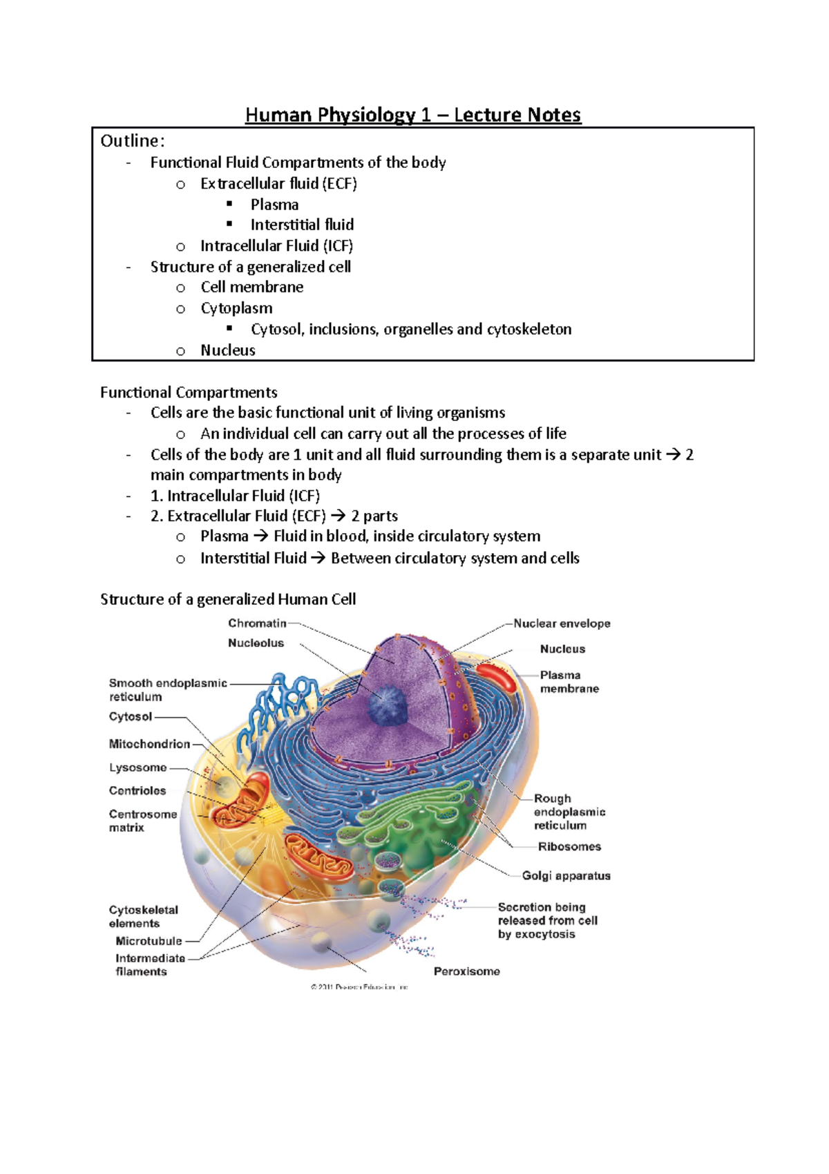 Human Physiology 1 Lecture Notes week - Human Physiology 1 – Lecture ...