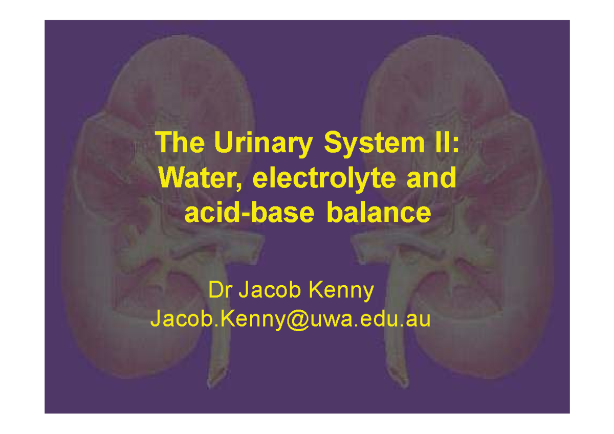PATH2210 2020 Lecture 11 - Renal system 2 - The Urinary System II ...