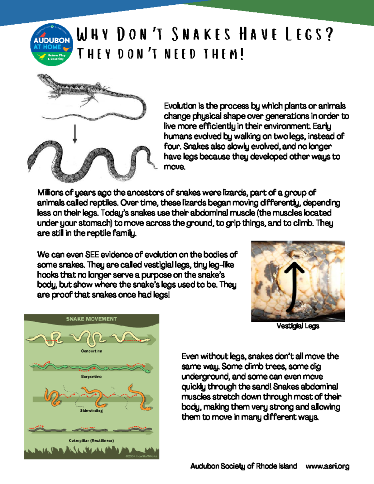 Why Don’t Snakes Have Legs - Why Don’t Snakes Have Legs? They don’t ...