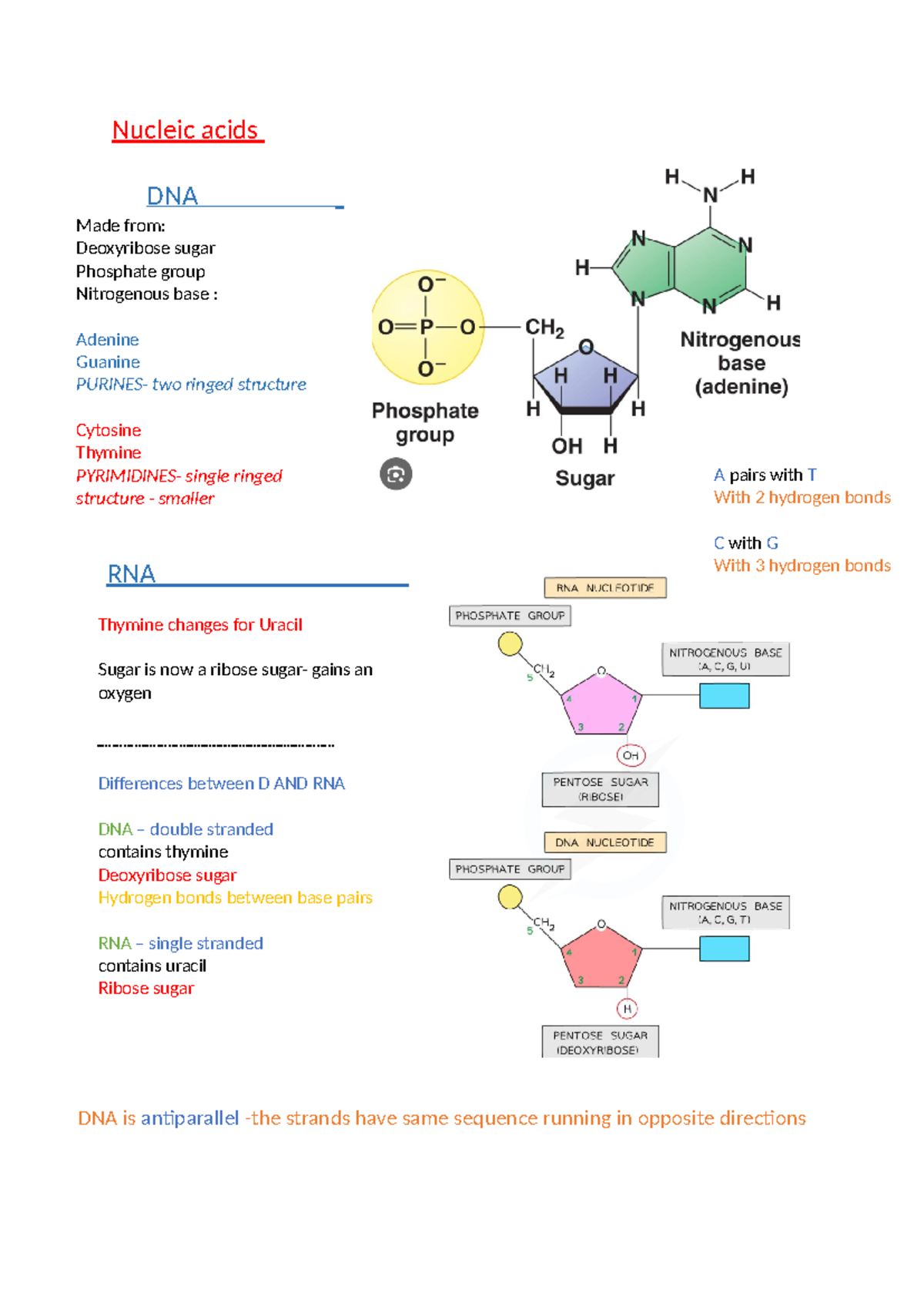 Nucleic acids - notes on B2 ocr a spec biology a level - Nucleic acids ...
