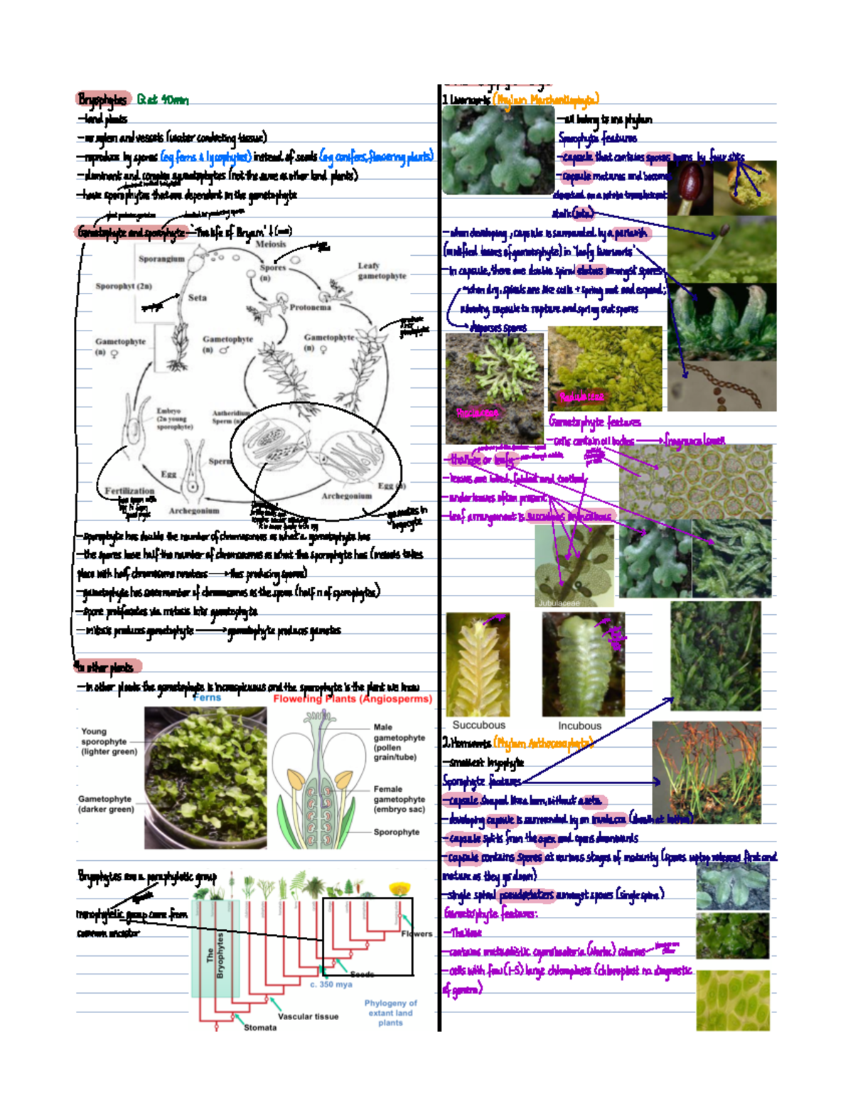 Lecture 4; The bryophyte flora of VIC - ####### 3ma 3yopyeegs ...