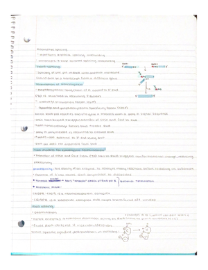 Study Guide Molecular Genetics - Study Guide Chapter 4 *DNA is usually ...