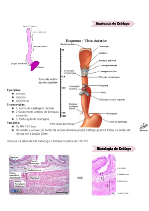 Pato Esôfago - Anatomia do Esôfago 3 porções: ★ cervical ★ torácica ...