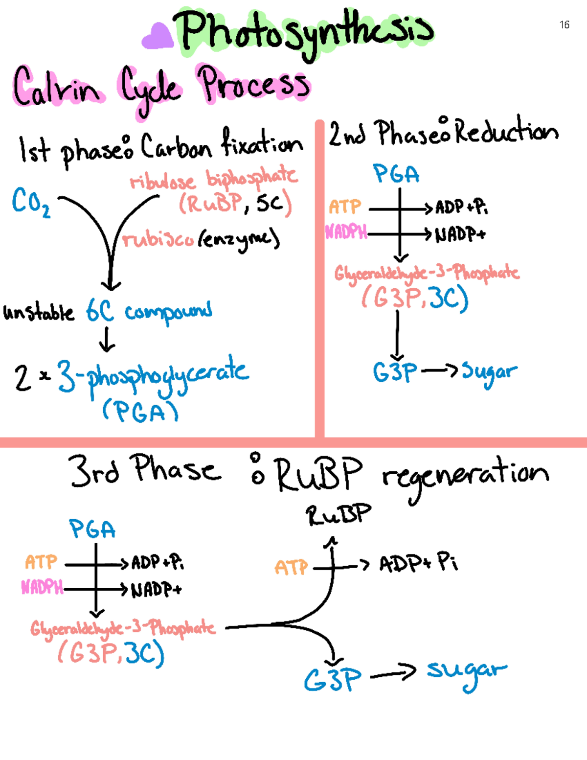 Photosynthesis diagrams - BIO 115 - Photosynthesis 16 Calvin Cycle ...