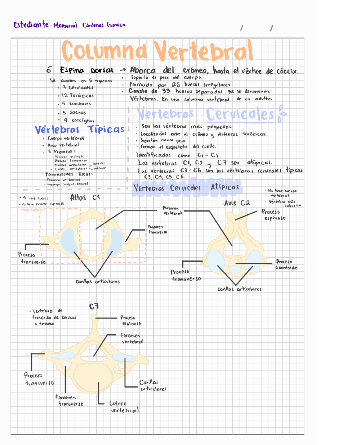 Vértebras - Columna vertebral - Anatomia humana - Studocu