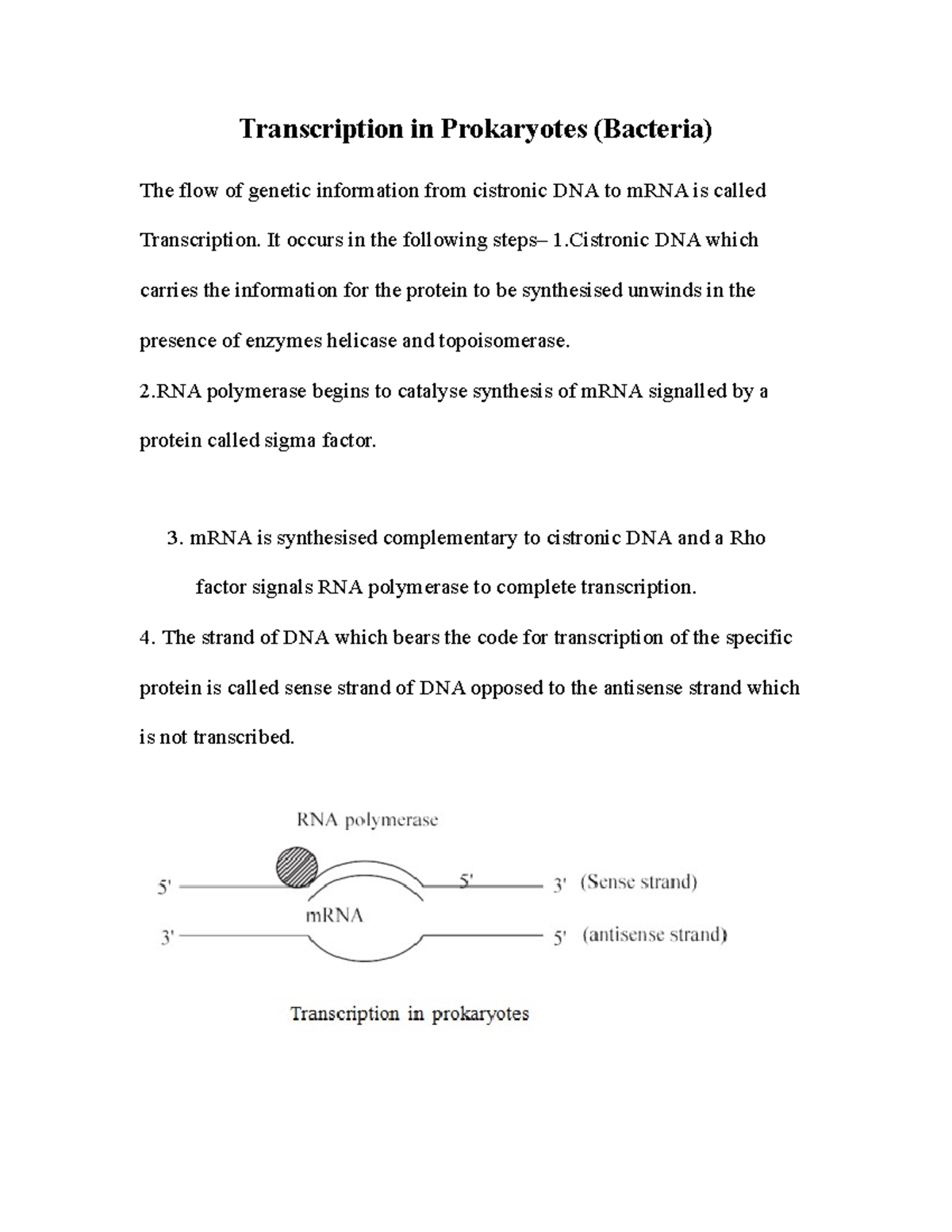 Transcription in Prokaryotes - It occurs in the following steps– 1 DNA ...