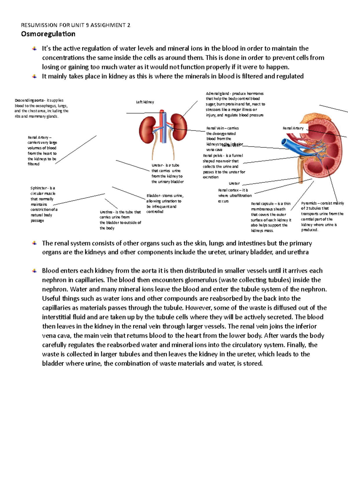 homeostasis - Lecture notes 3 - Osmoregulation It’s the active ...