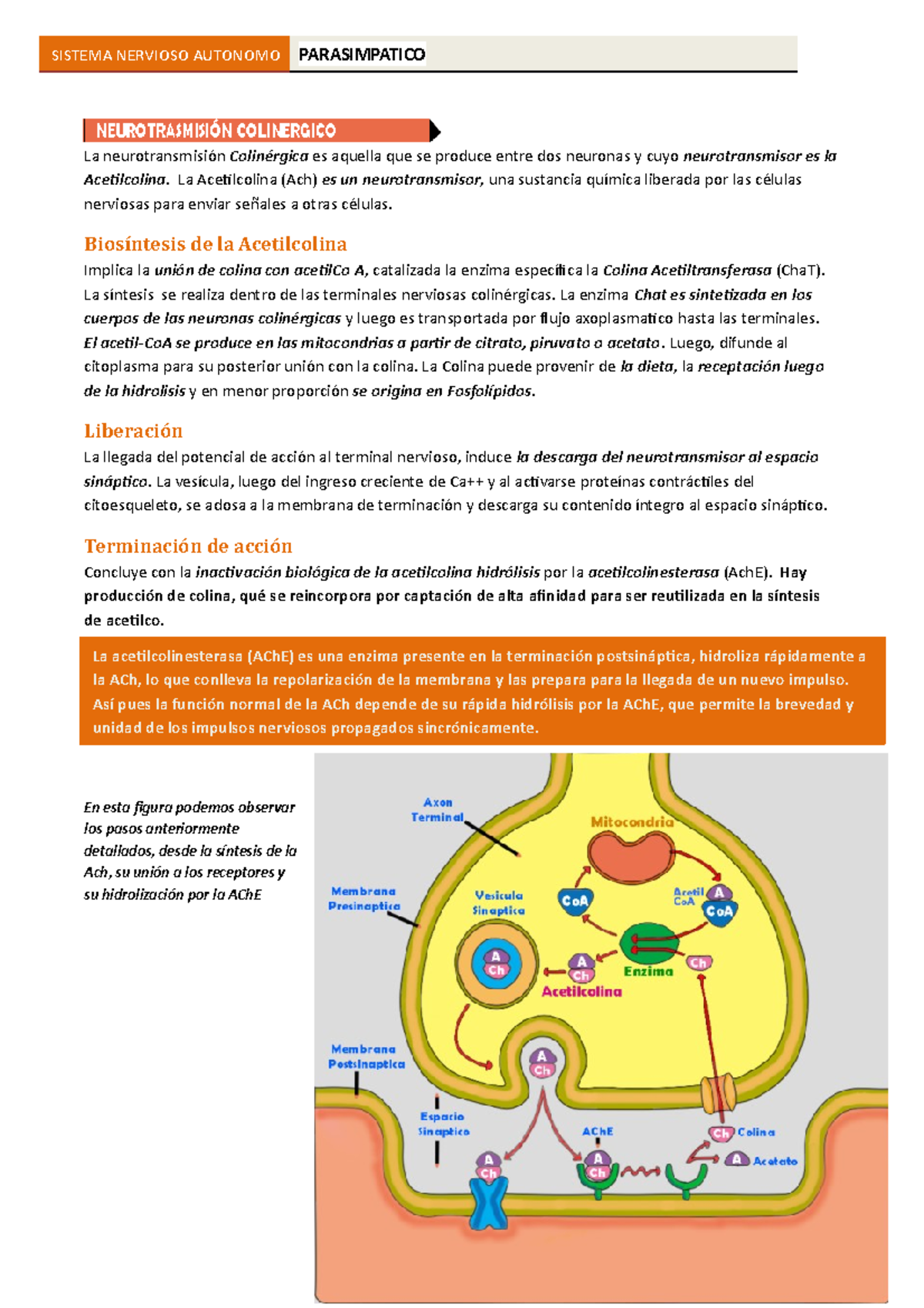 Sistema Nervioso Colinérgico - SISTEMA NERVIOSO AUTONOMO PARASIMPATICO ...