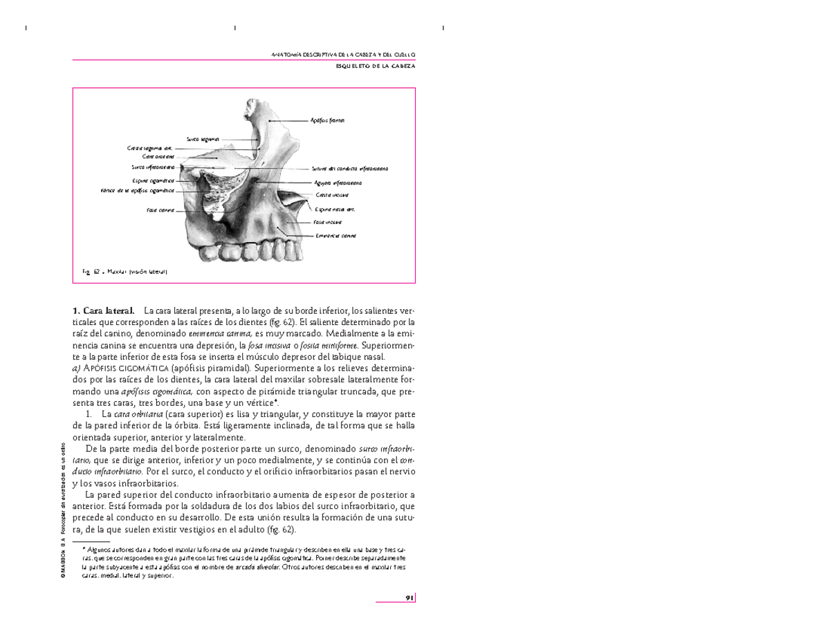 Anatomia Humana - Rouviere Tomo I 11a ed - Cara lateral. La cara ...