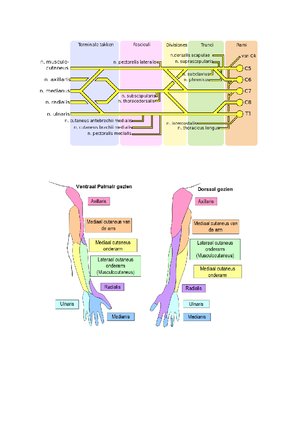Functionele anatomie II - College aantekeningen - HC 1 - Bovenste ...