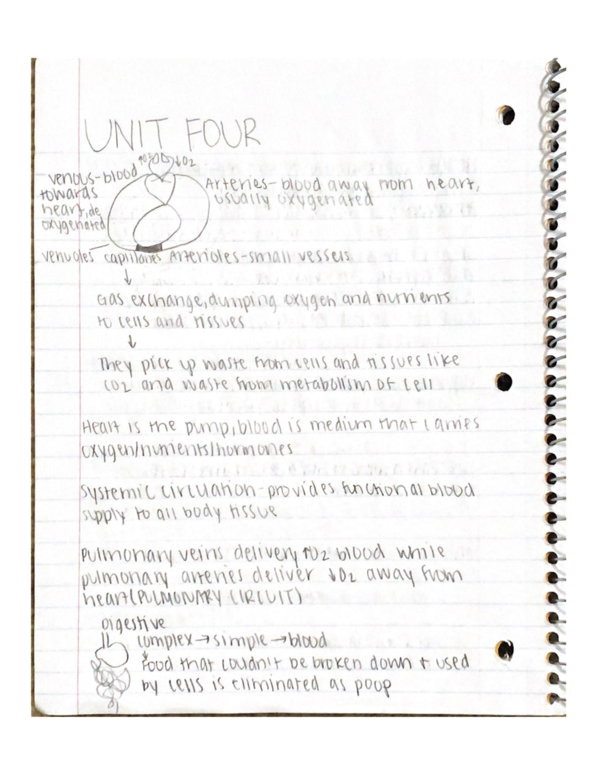 Anatomy Unit 4 - notes - ACB:3110:0001 - Studocu