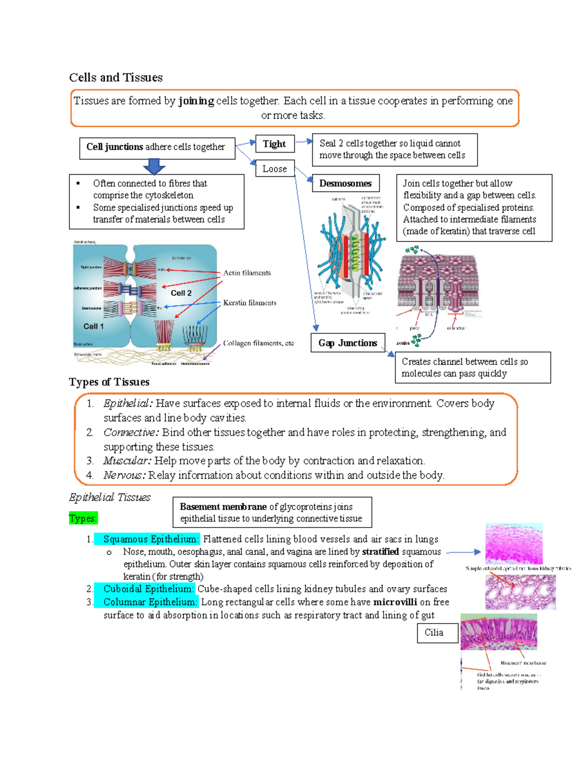 2 Cells and Tissues - Cells and Tissues Tissues are formed by joining ...