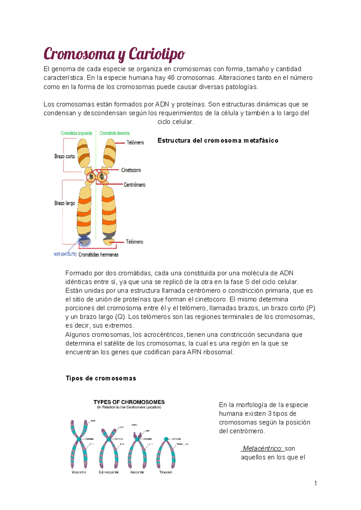 Cromosoma y Cariotipo - En la especie humana hay 46 cromosomas. Alteraciones tanto en el número ...
