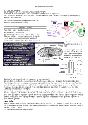 Les nématodes pdf - Les nématodes (vers ronds) I. Position systématique ...