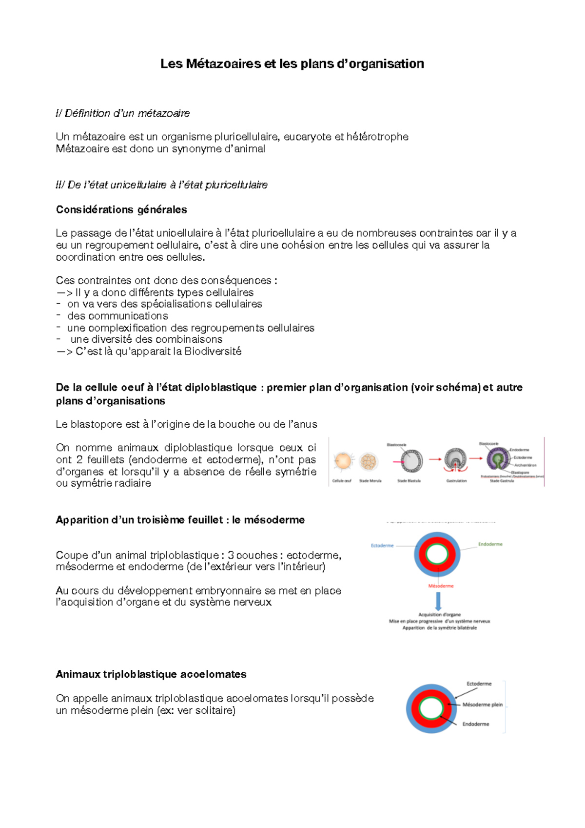 Les métazoaires - Les Métazoaires et les plans d’organisation I/ Définition d’un métazoaire Un ...