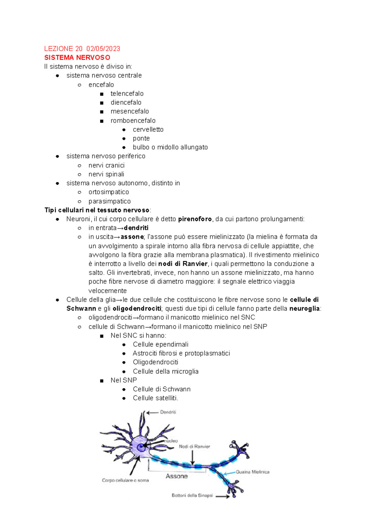 Anatomia Comparata ED Embriologia prof Cretì lezione 20 - LEZIONE 20 02 ...