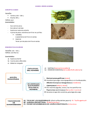 Pulgas ( Siphonapteras) - Orden Siphonaptera: PULGAS Insectos ...