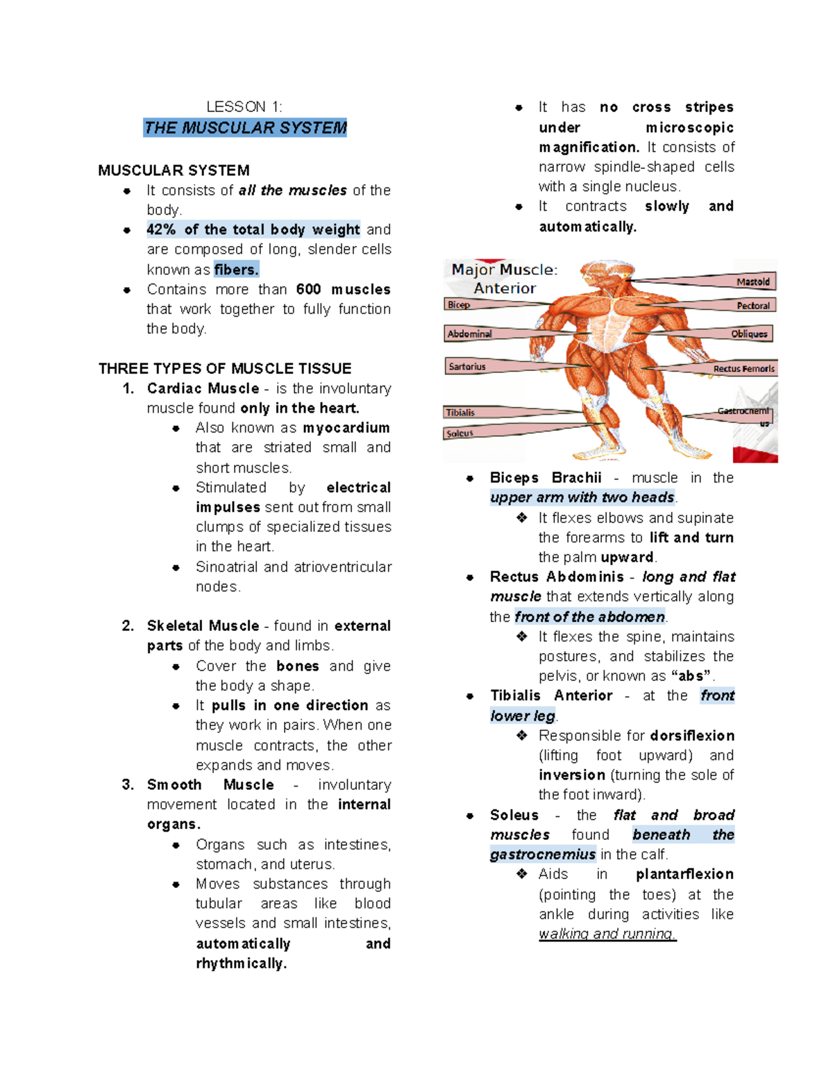 MCT- Midterms- Reviewer - LESSON 1: THE MUSCULAR SYSTEM MUSCULAR SYSTEM ...