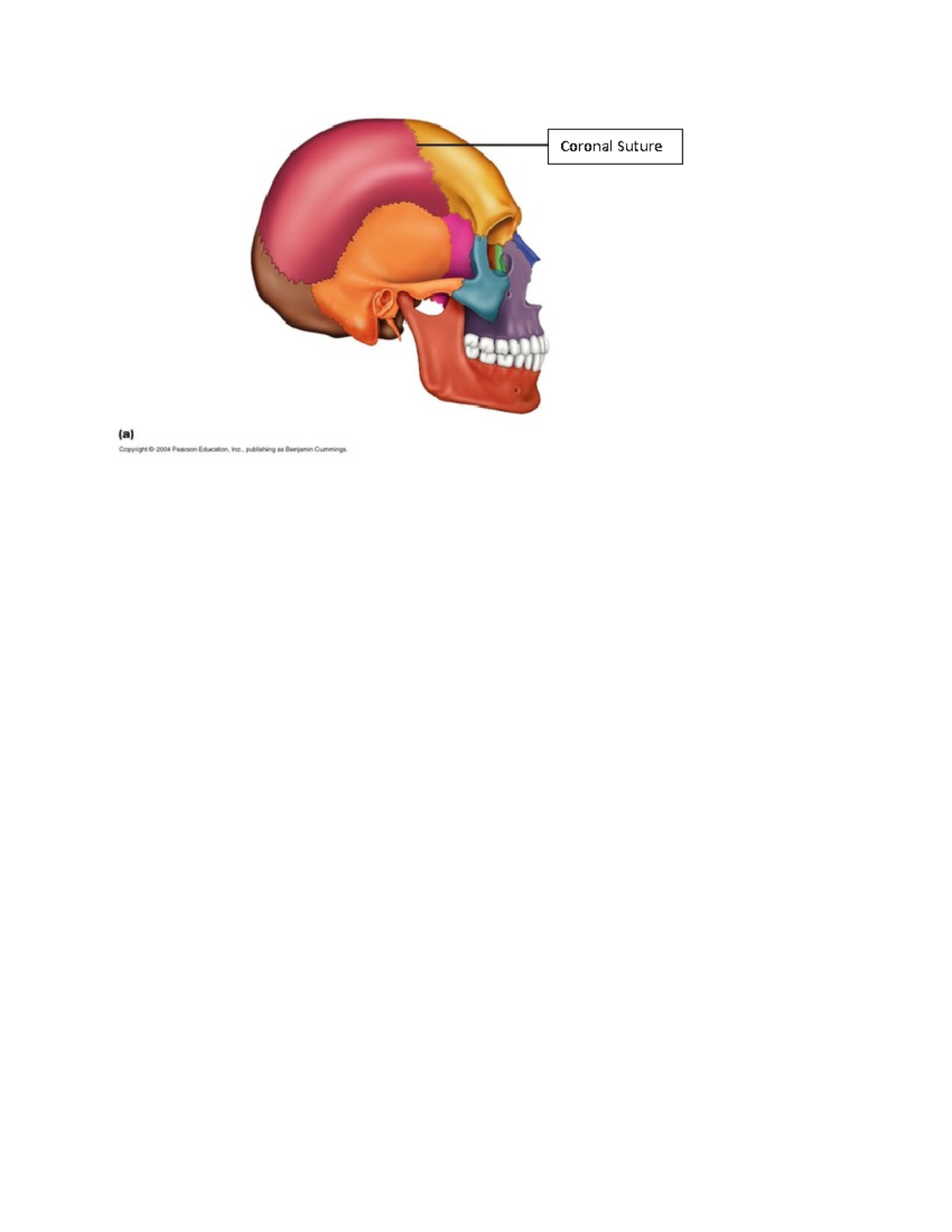 Axial Skeleton Pictures - Coronal Suture Ethmoid Bone Lambdoid Suture ...