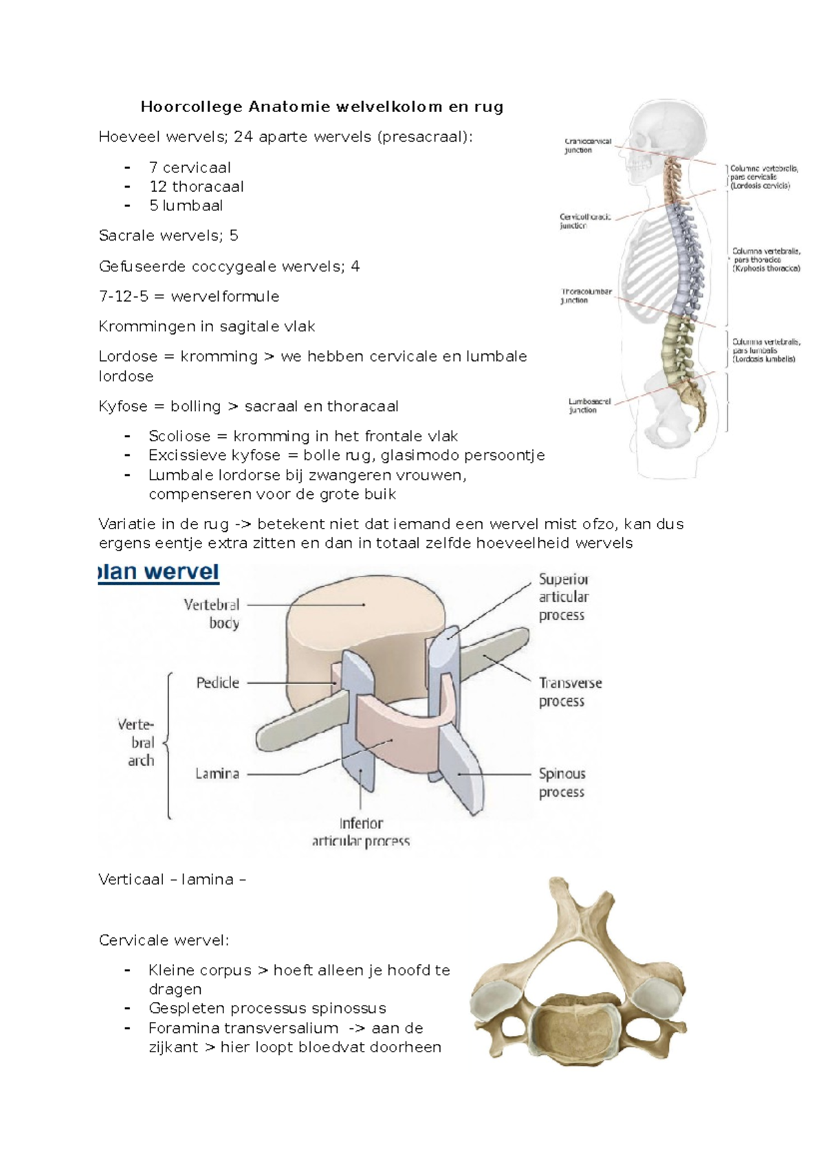 Hoorcolleges week 3 De Rug - Hoorcollege Anatomie welvelkolom en rug ...