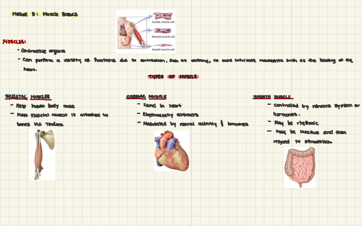 Module 3 - ANAT - notes - Module 3:MUSCle BASICS MUSCLES: · Contractile ...