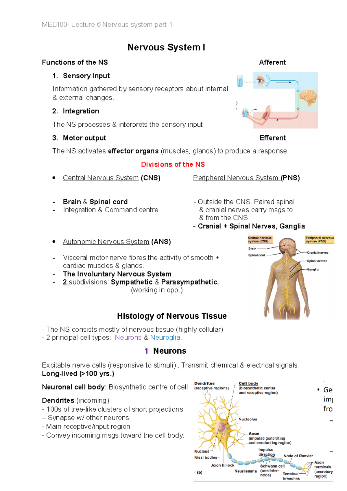MEDI100 Wk 6 Nervous System I - Nervous System I Functions of the NS ...