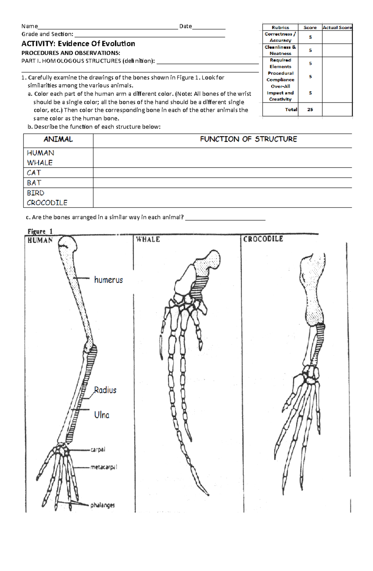 Evidence-of-Evolution - Name ...