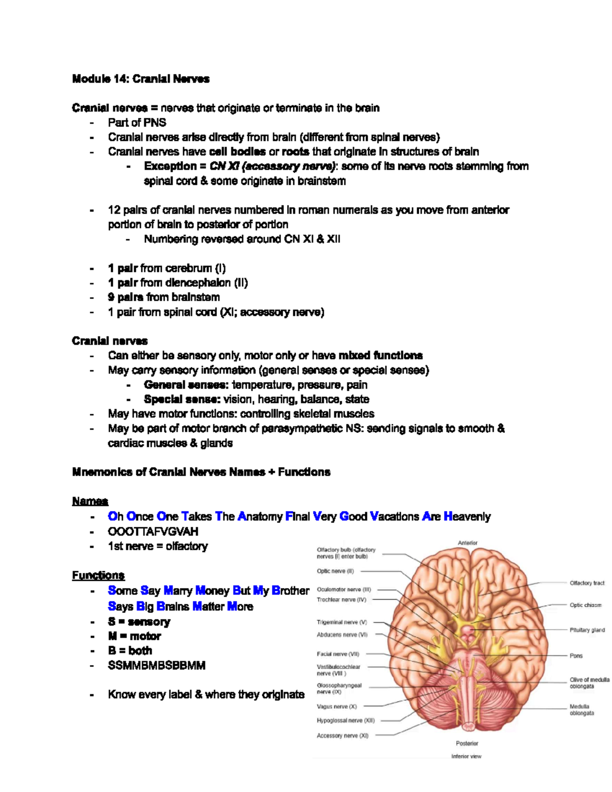KIN 2Y03 Module 14 - Module 14: Cranial Nerves Cranial nerves nerves ...